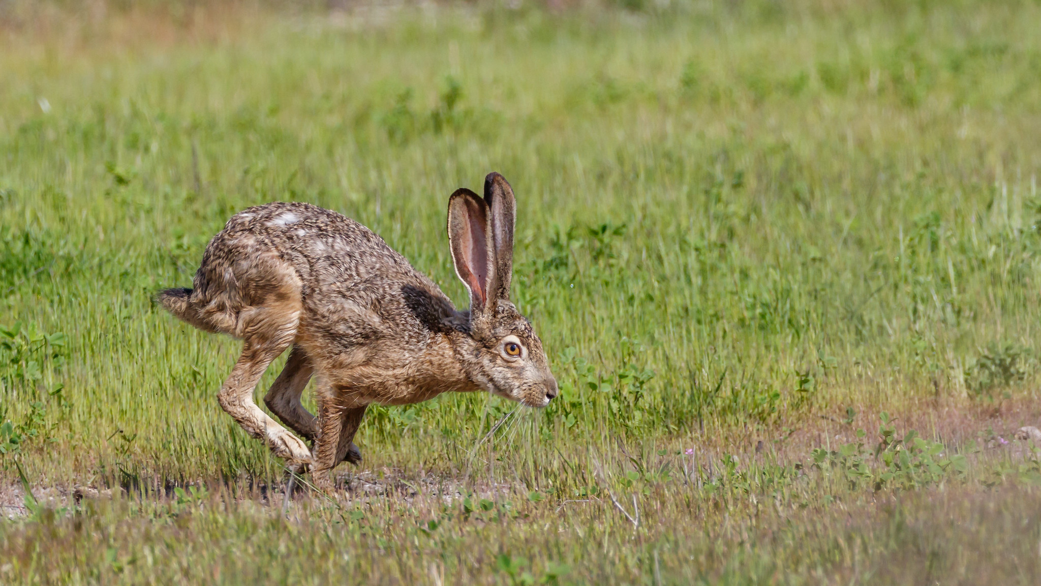A Field Guide to Jackrabbits - Cool Green Science
