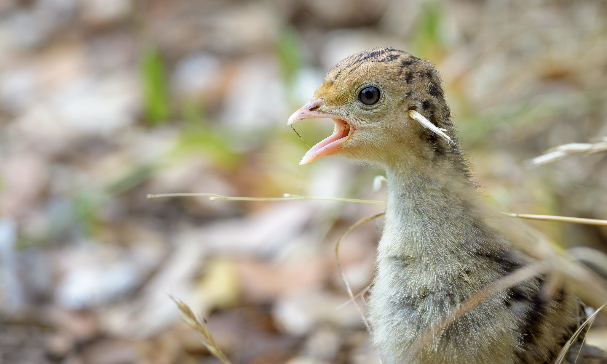 The Weirdest Places You Can Find Wild Turkeys