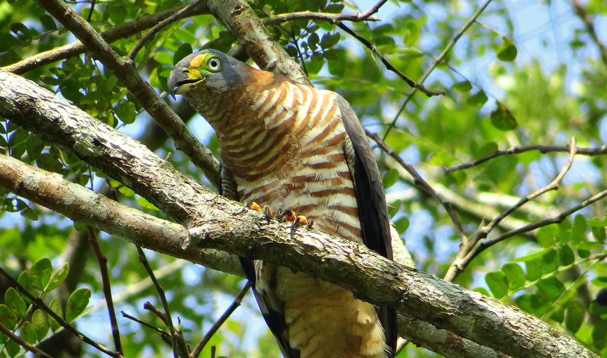 A Field Guide to Unusual Raptors of the Southern US