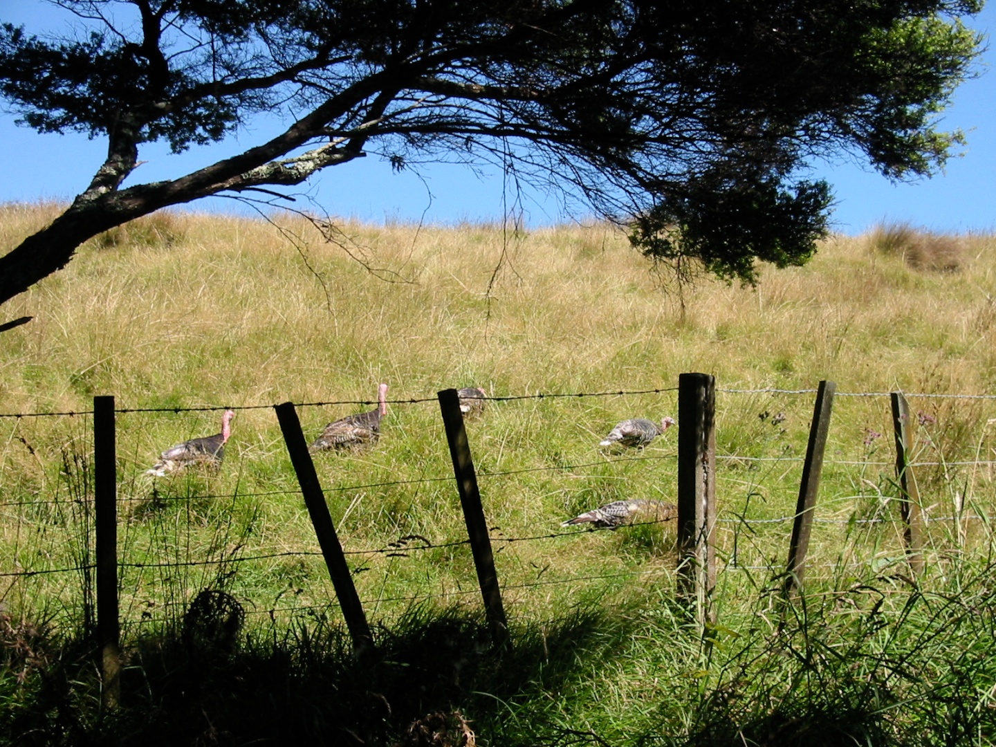 The Weirdest Places You Can Find Wild Turkeys