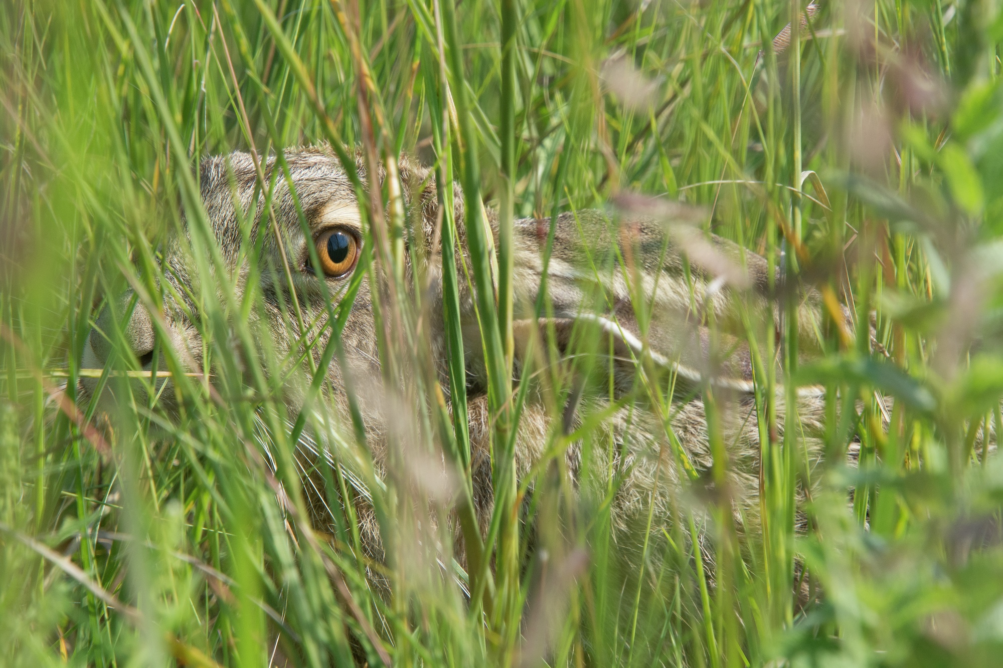 A Field Guide to Jackrabbits - Cool Green Science