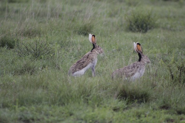 A Field Guide to Jackrabbits - Cool Green Science