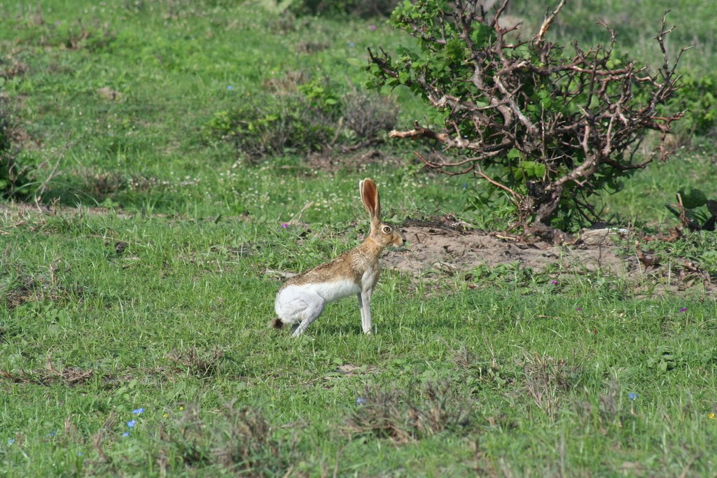 A Field Guide to Jackrabbits - Cool Green Science