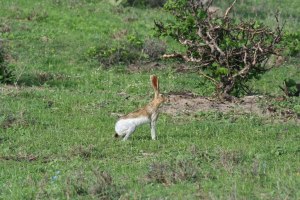 A Field Guide to Jackrabbits - Cool Green Science