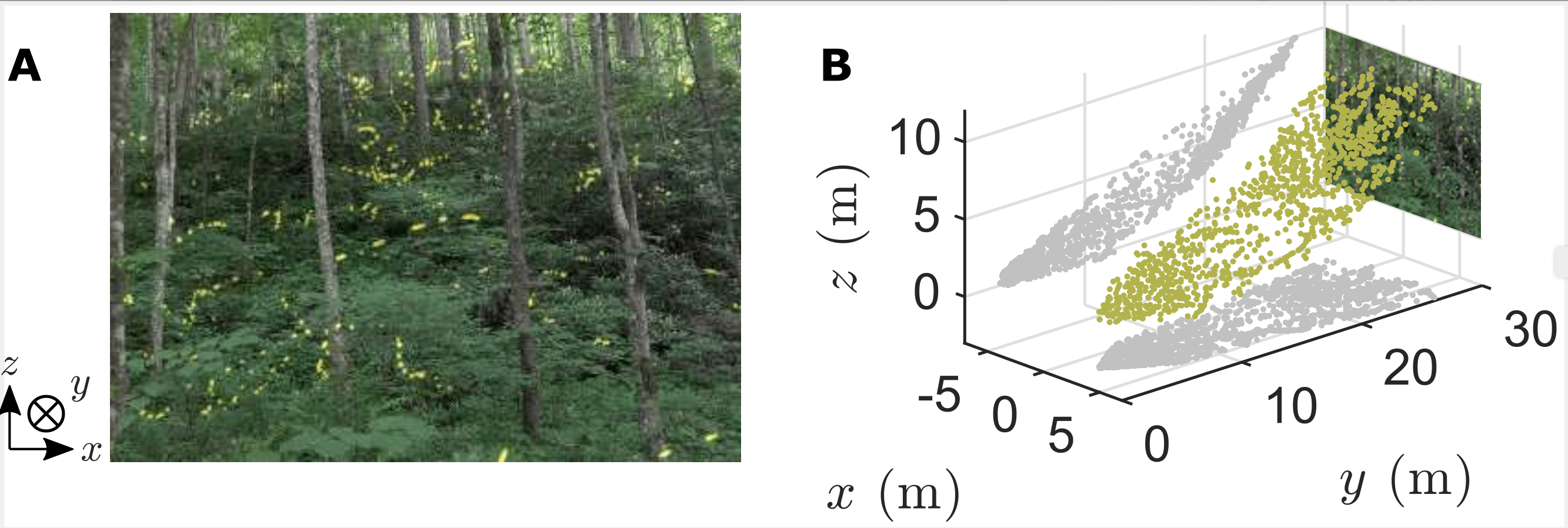 Want To Help Researchers Understand Fireflies?