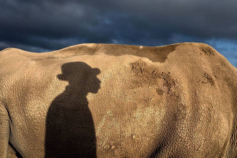 Have You Seen A Weasel Lately?