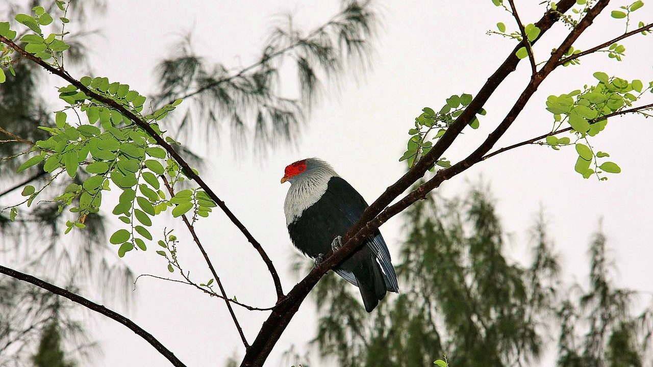Think Pigeons Are Boring? Not These Birds