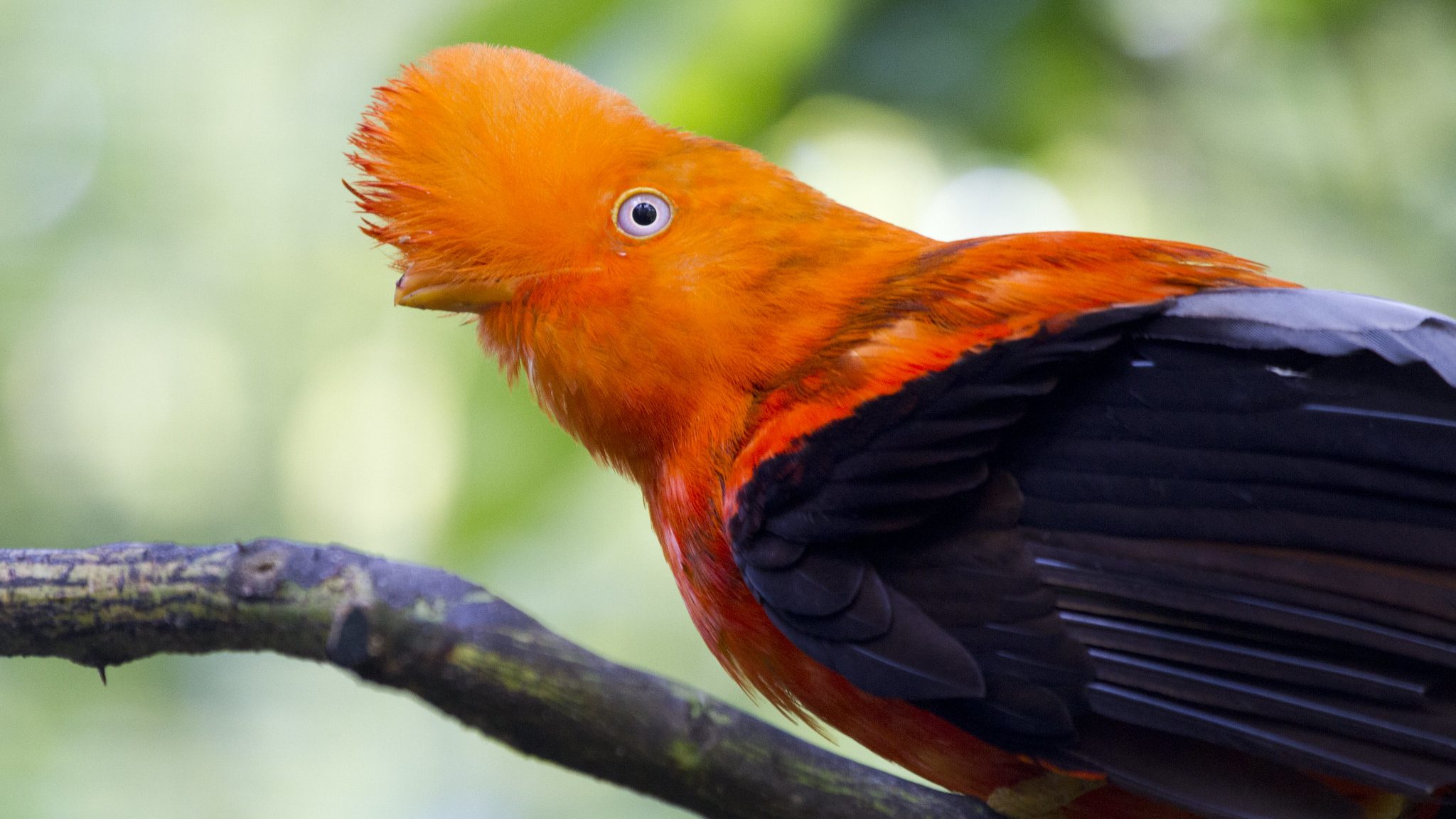 Move Over Bald Eagle: Meet 12 of the World’s Coolest National Birds
