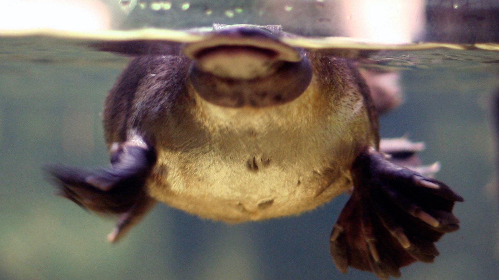 The Platypus Is Weirder Than You Ever Imagined