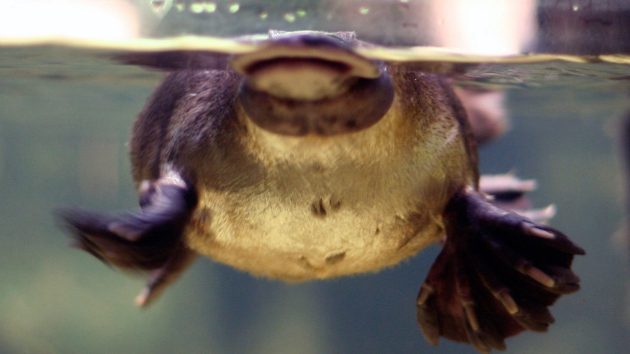 The Platypus Is Weirder Than You Ever Imagined