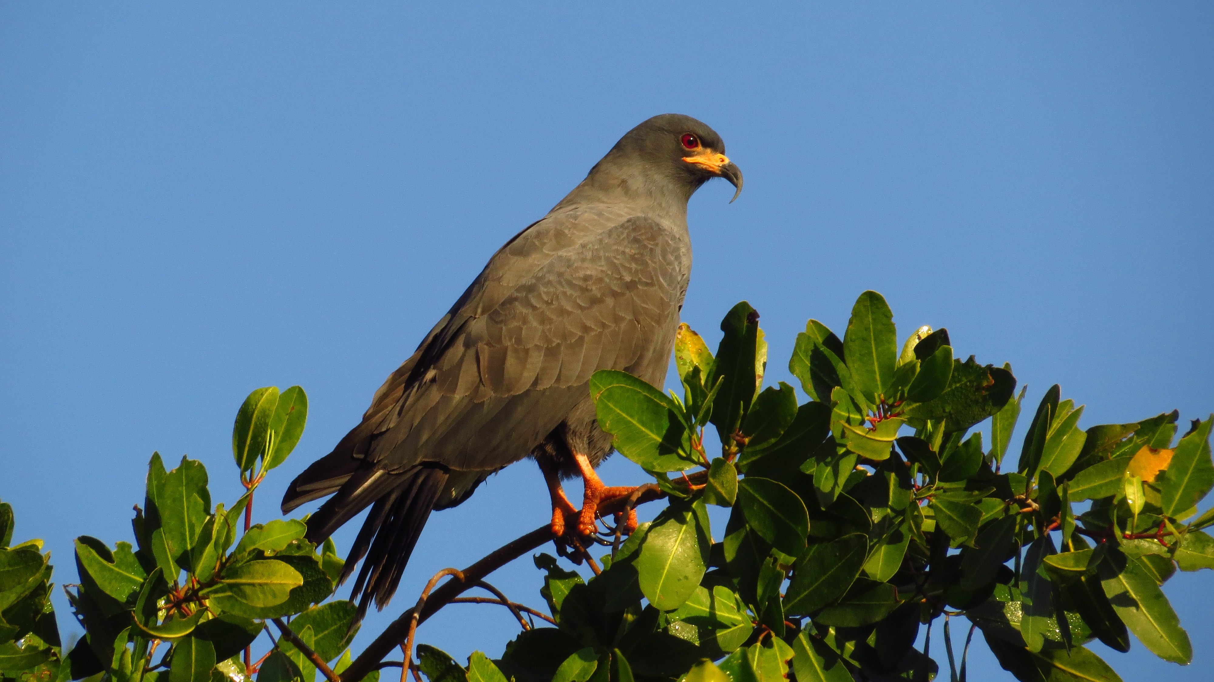 A Field Guide to Unusual Raptors of the Southern US