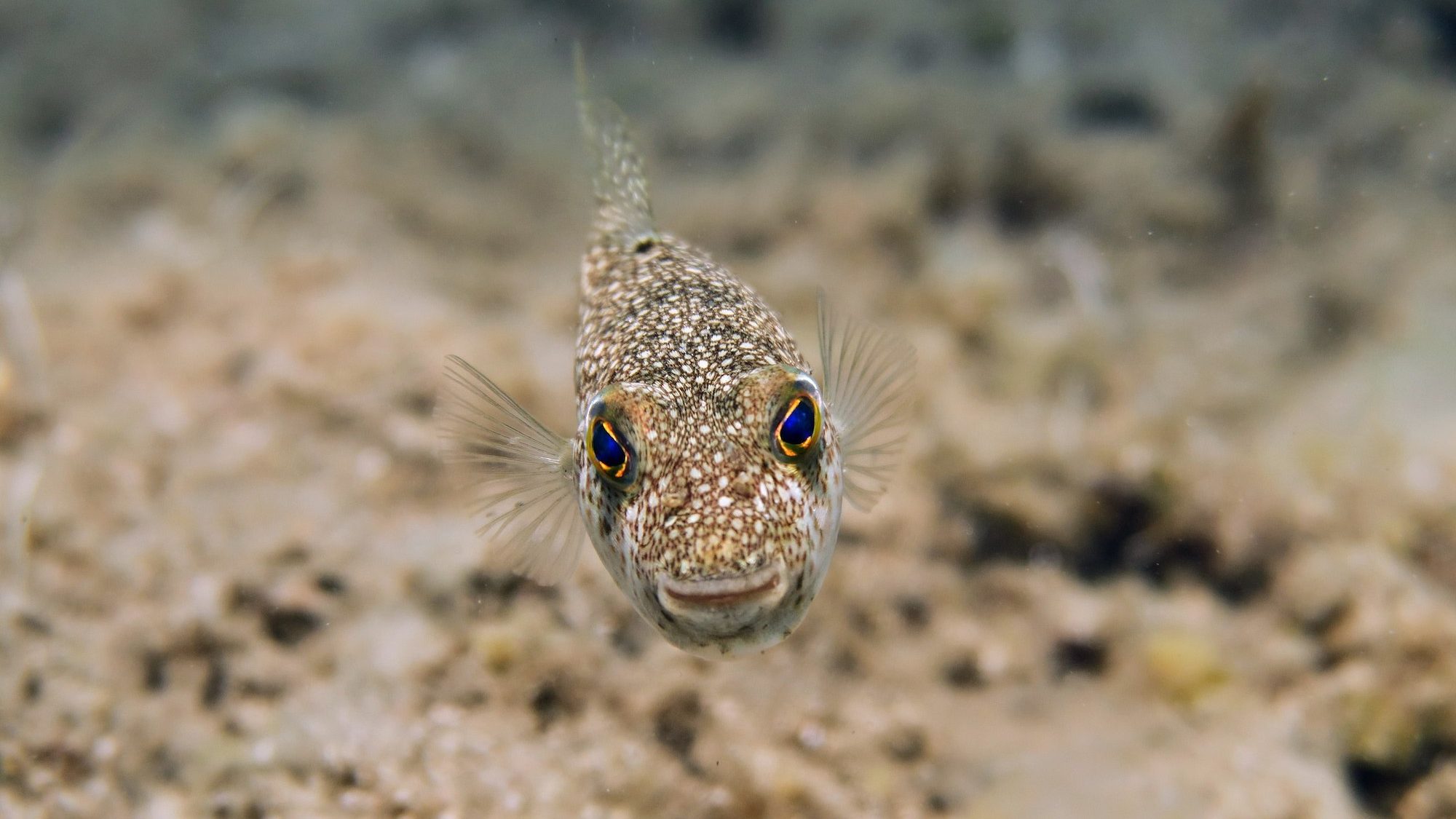 Four tales of love in the wild, from peacock spiders to pufferfish.