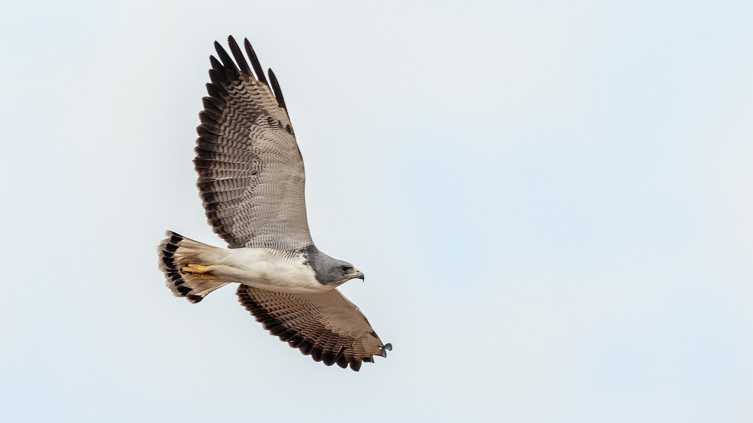 A Field Guide to Unusual Raptors of the Southern US