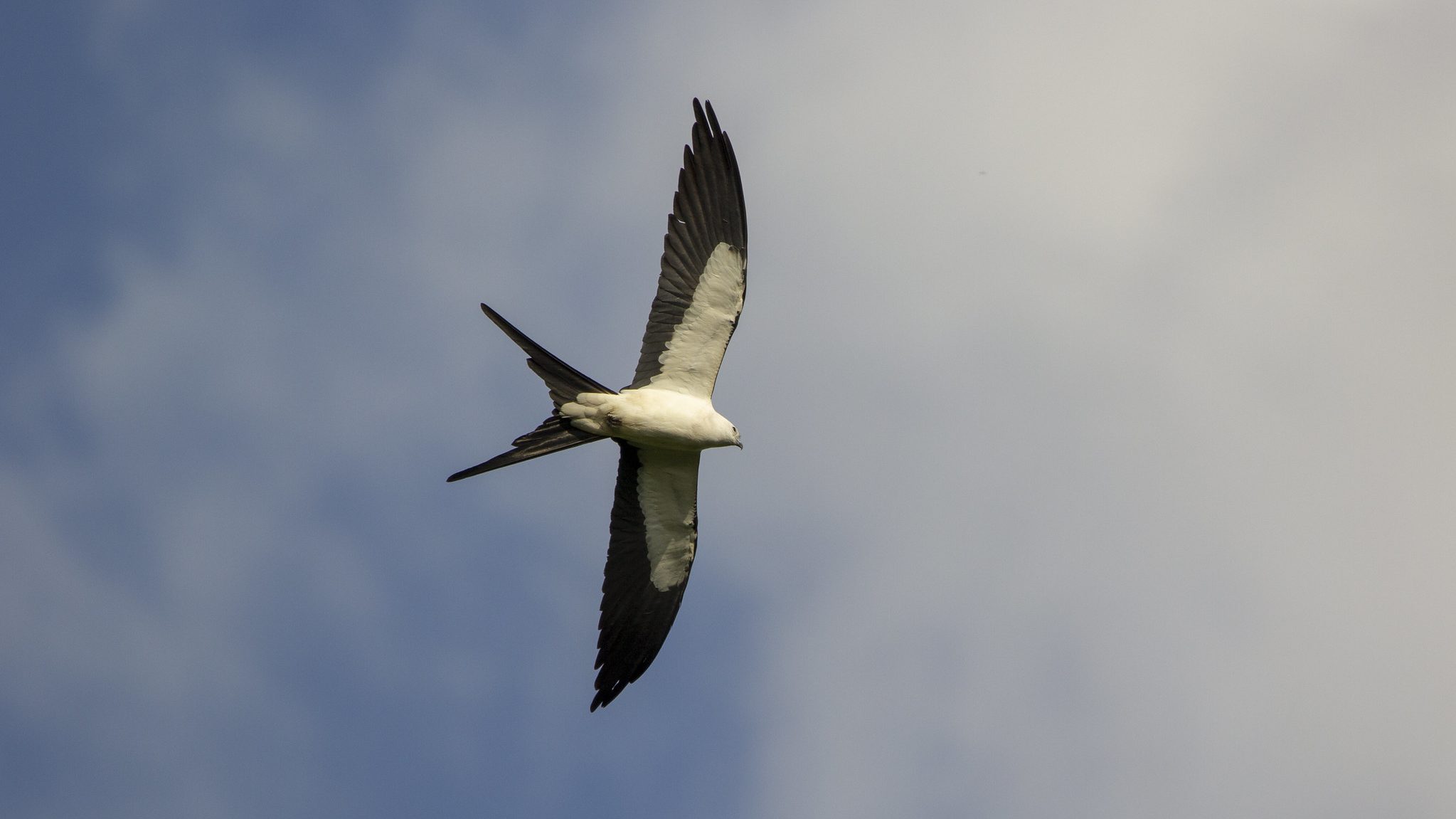A Field Guide to Unusual Raptors of the Southern US