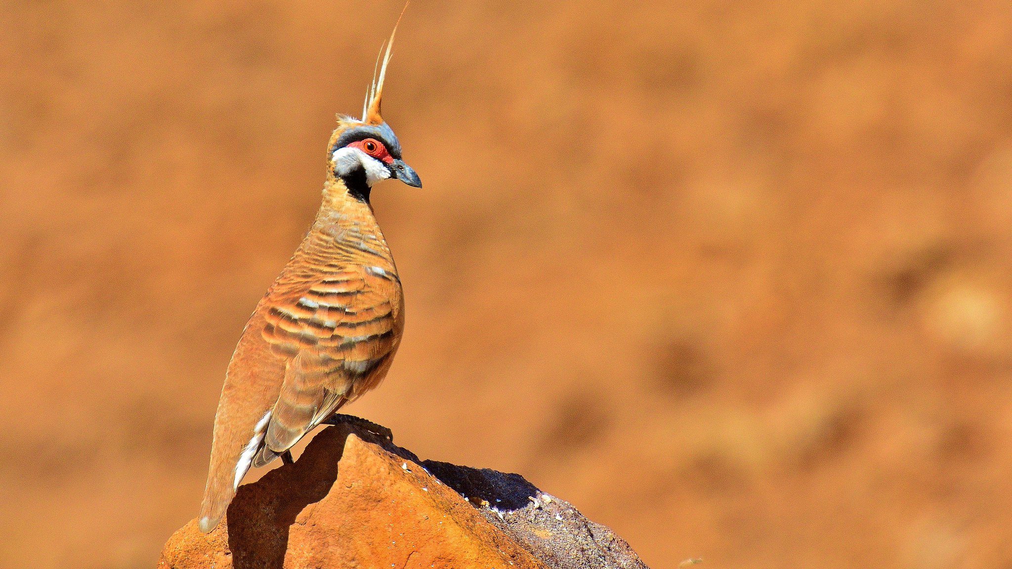 Think Pigeons Are Boring? Not These Birds