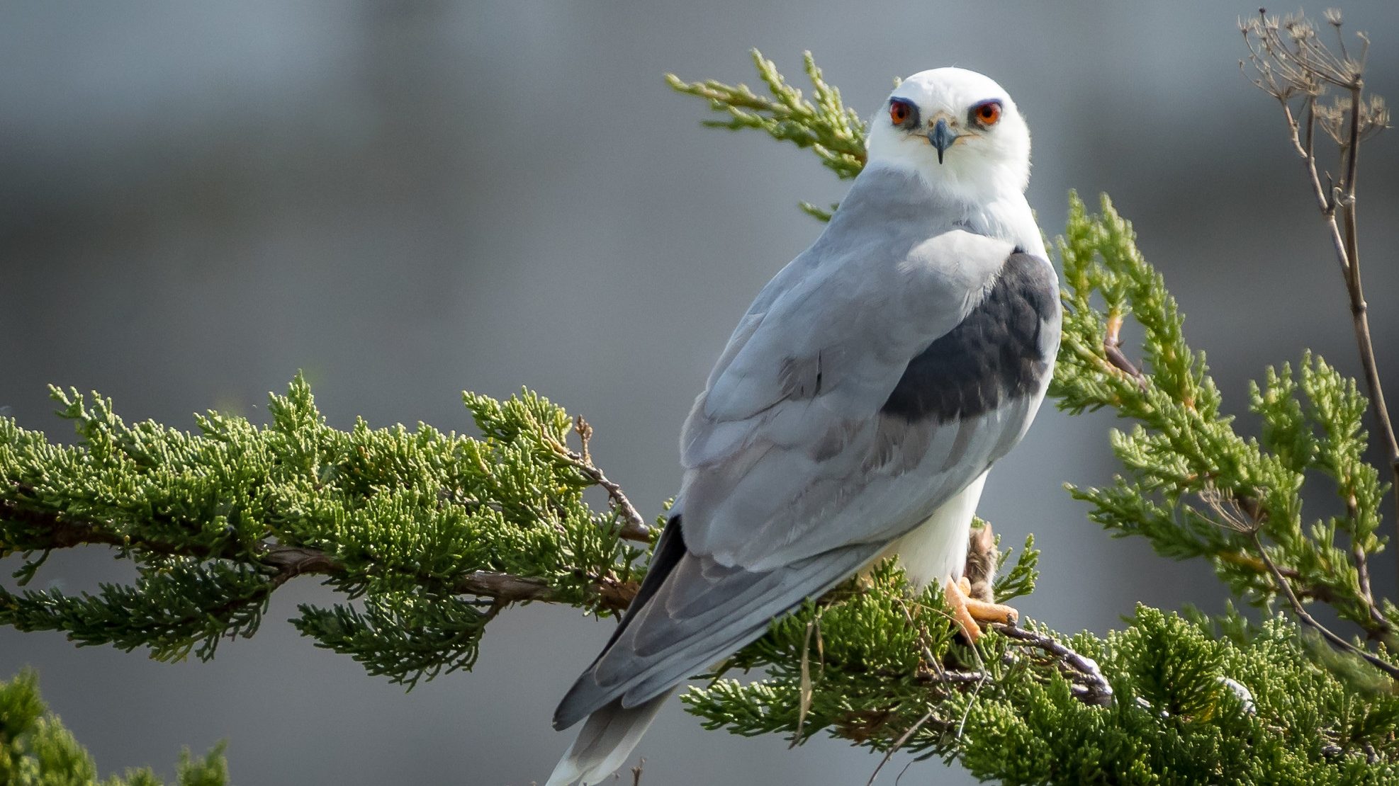 A Field Guide to Unusual Raptors of the Southern US