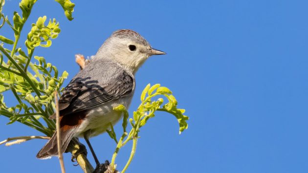 Hollow Homes: Meet the Warblers That Nest in Tree Cavities - Cool Green ...
