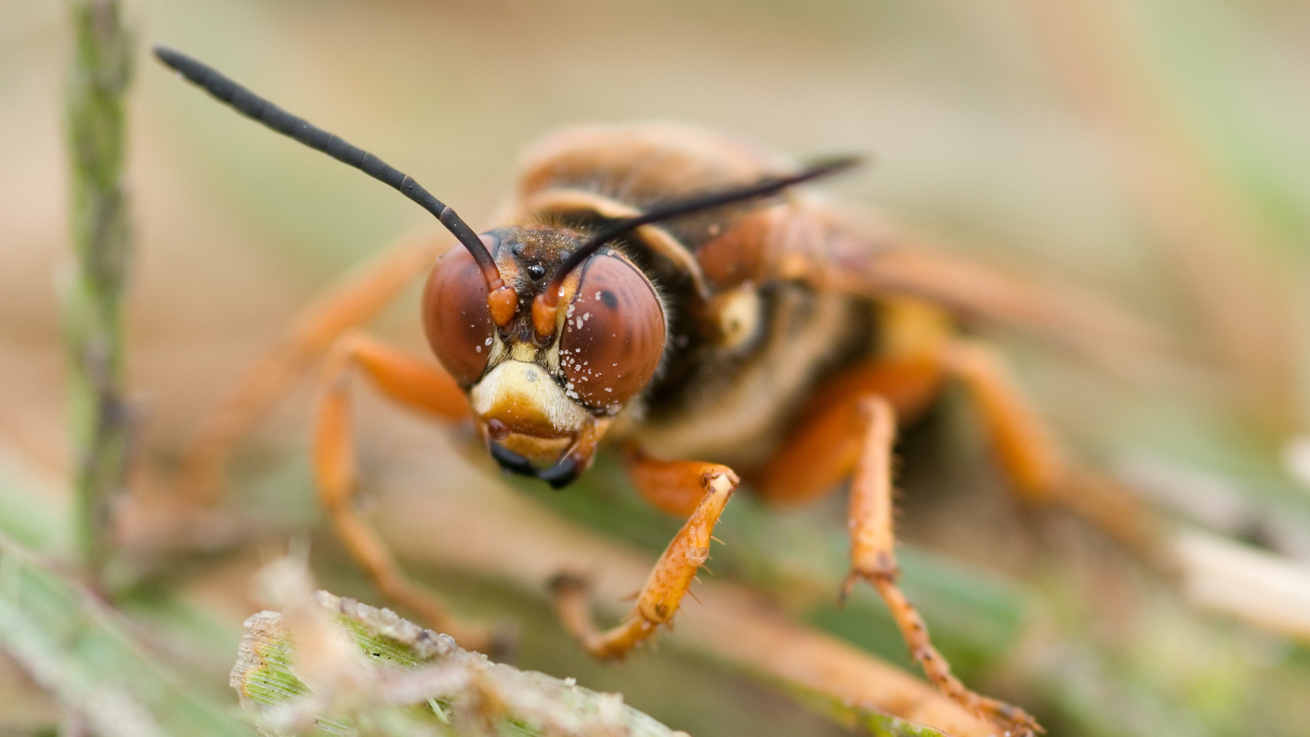 Wait. Northern Paper Wasps Recognize Each Other's Faces? - Cool Green ...