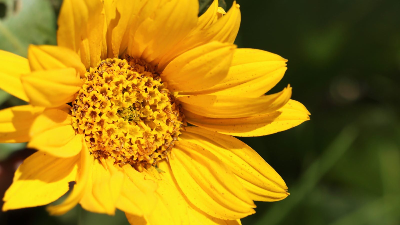 Shrinking Birds with Longer Wings? - Cool Green Science