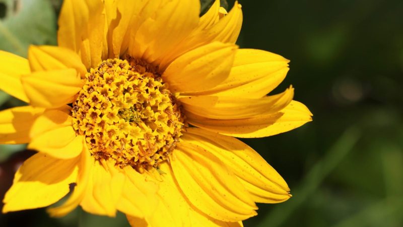 Shrinking Birds with Longer Wings? - Cool Green Science