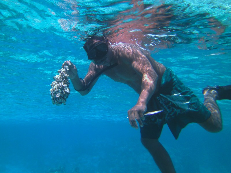 Meet the Argonaut, The World’s Weirdest Octopus