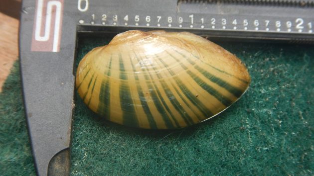 The Strange Sex Life of Freshwater Mussels - Cool Green Science