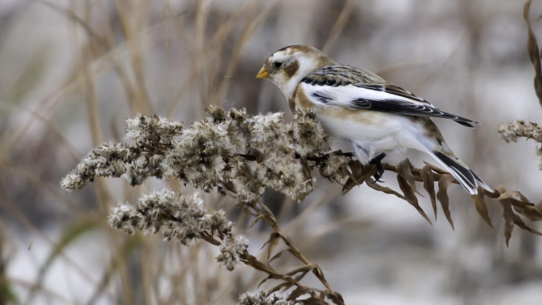 Snow Birds: 10 Birds to Look for in Winter