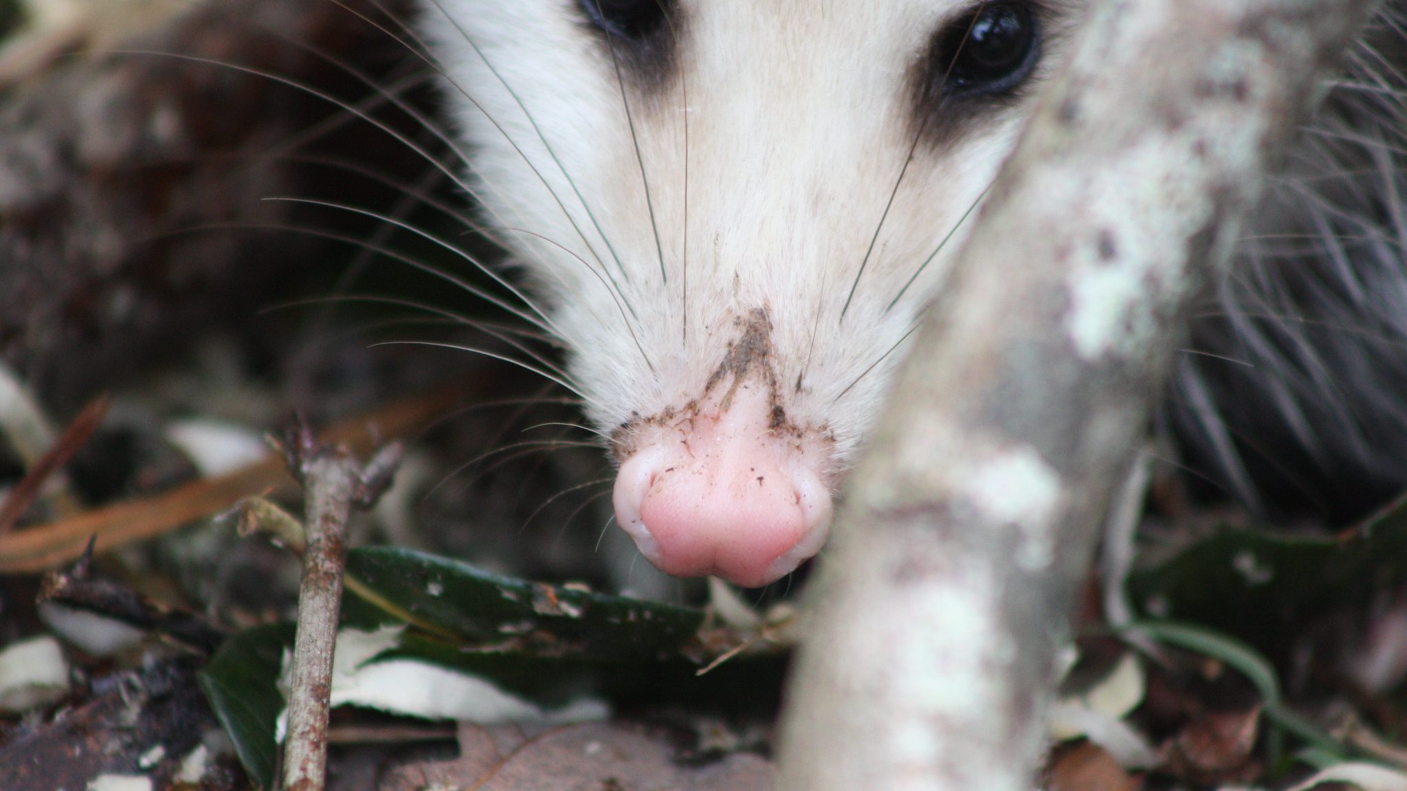 Strange and Surprising Facts about Opossums