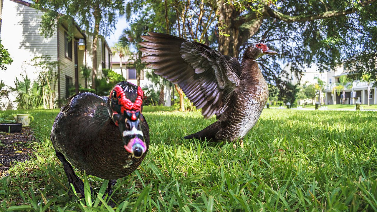 A Field Guide to Unexpected, Out-of-Place Wildlife - Cool Green Science