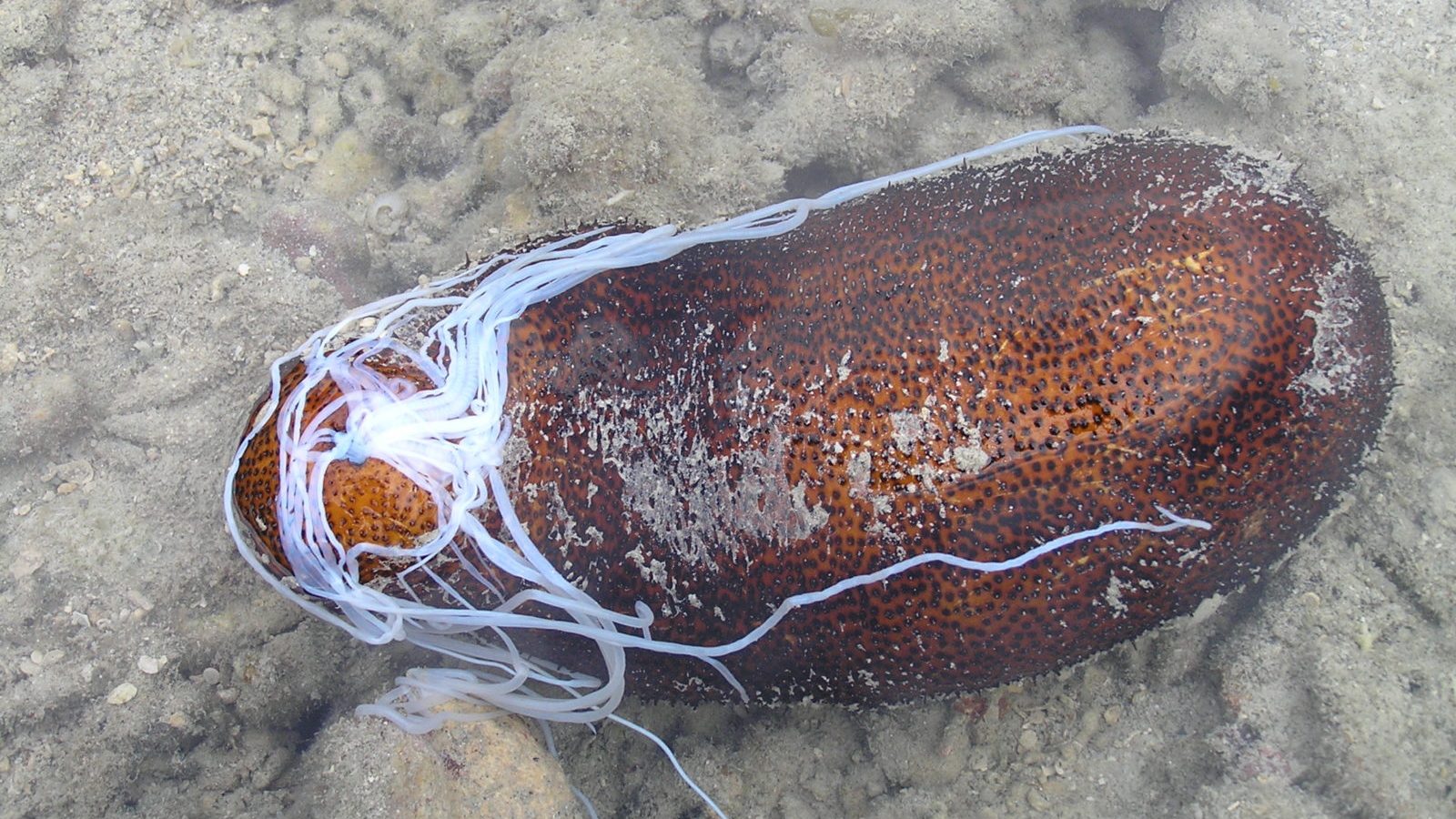 The Bizarre and Disturbing Life of Sea Cucumbers