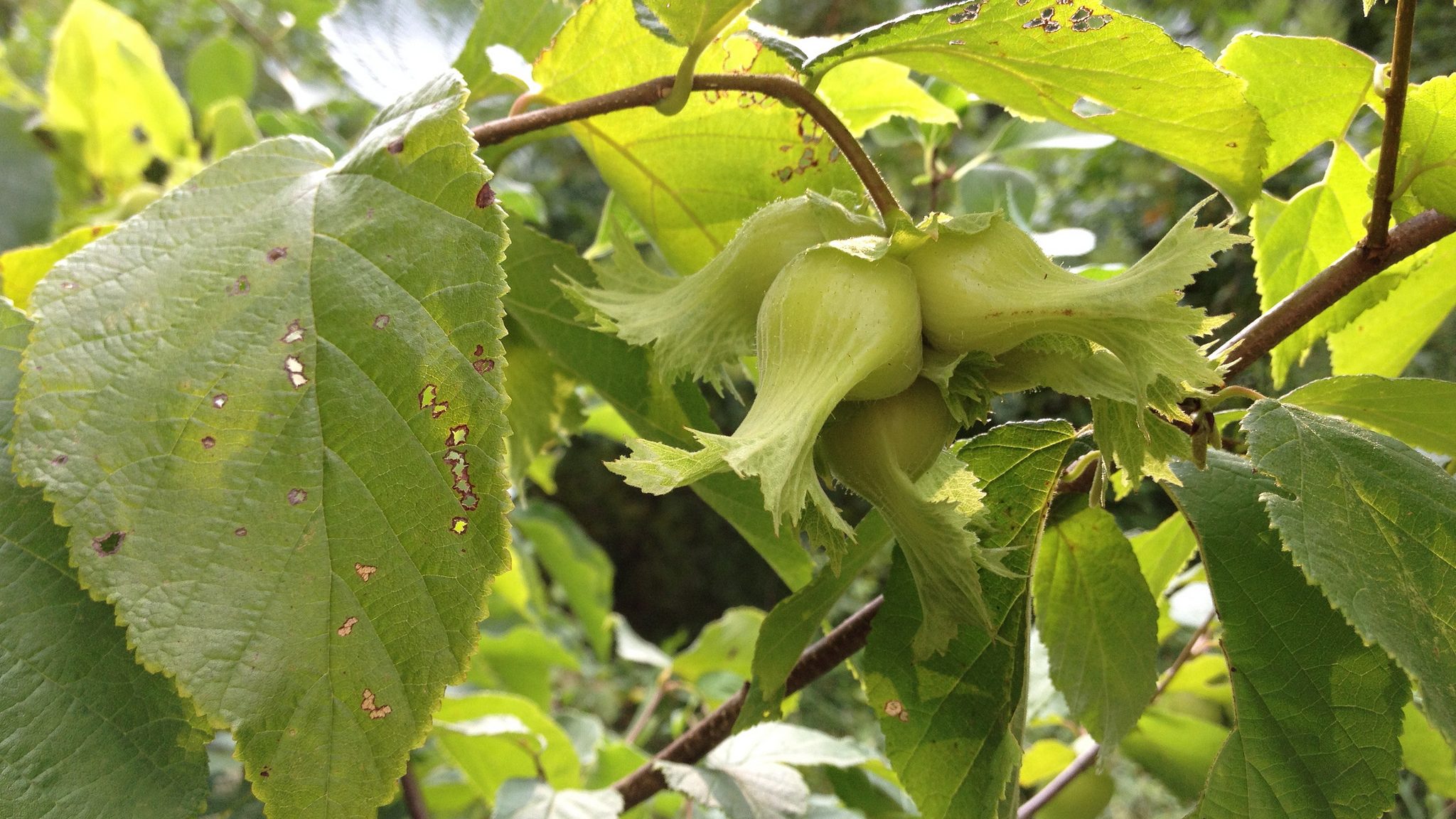 Forage Wild Nuts for Your Holiday Feast