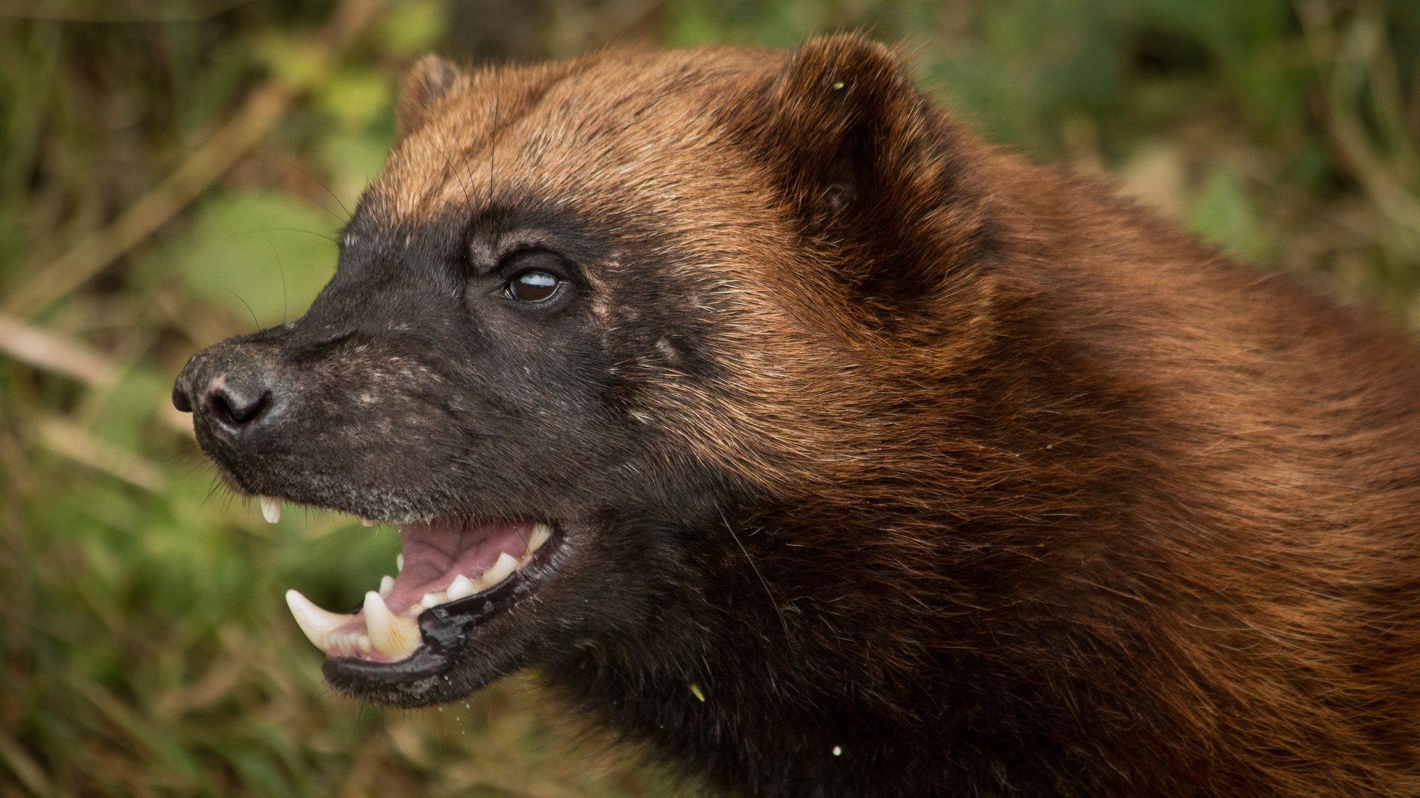 Mighty Mustelids: Meet the World’s Most Epic Weasels - Cool Green Science