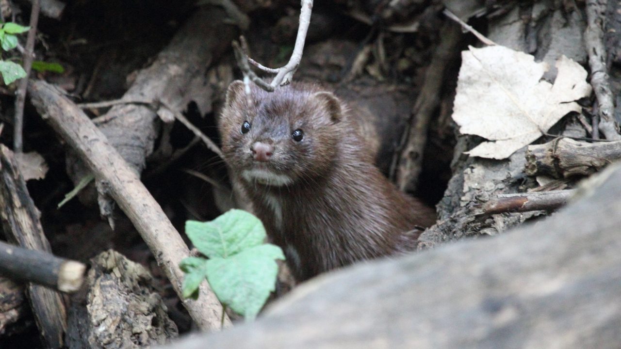 Mighty Mustelids: Meet the World’s Most Epic Weasels - Cool Green Science