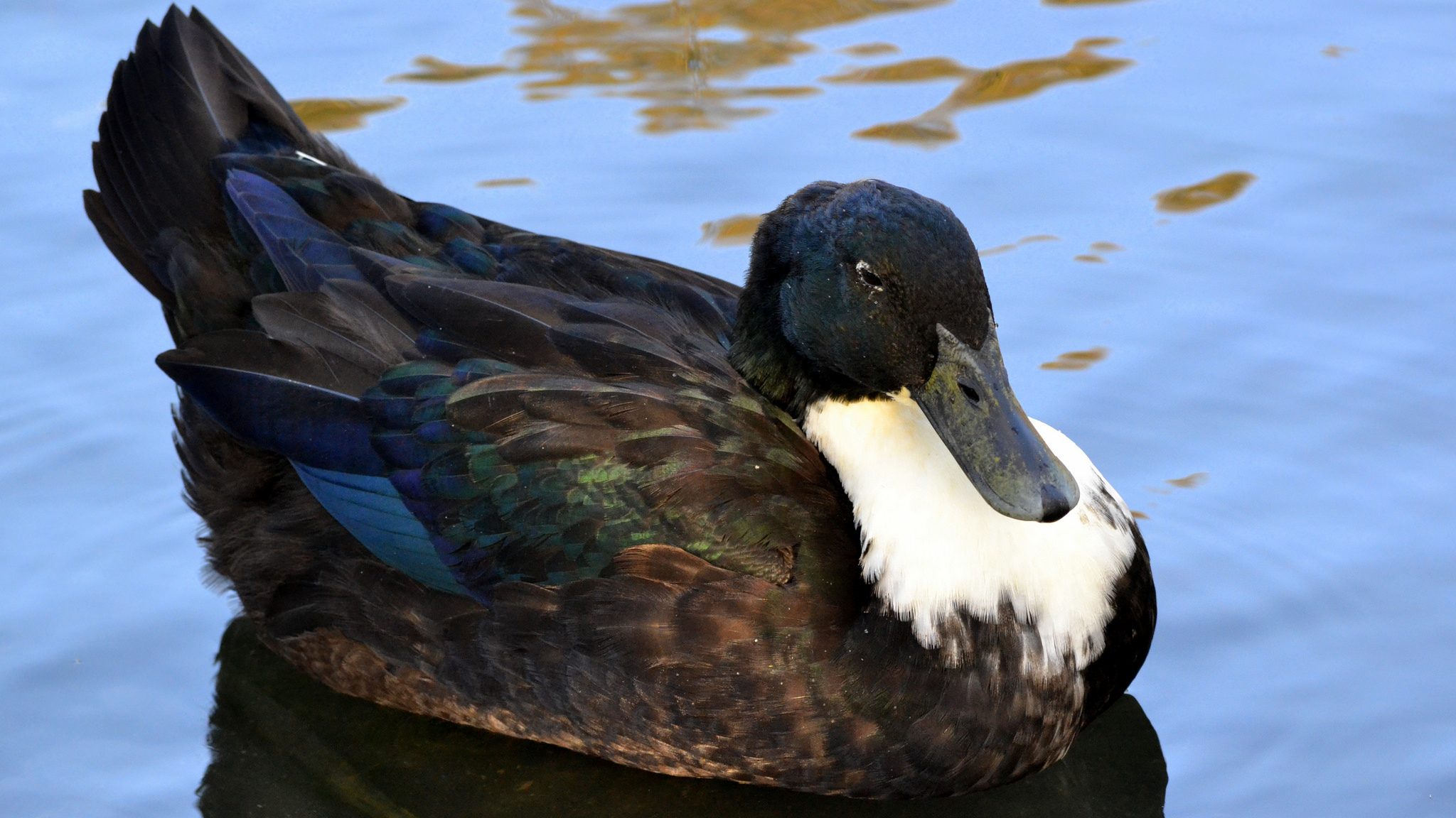 What’s That Weird Duck In The Local Pond?