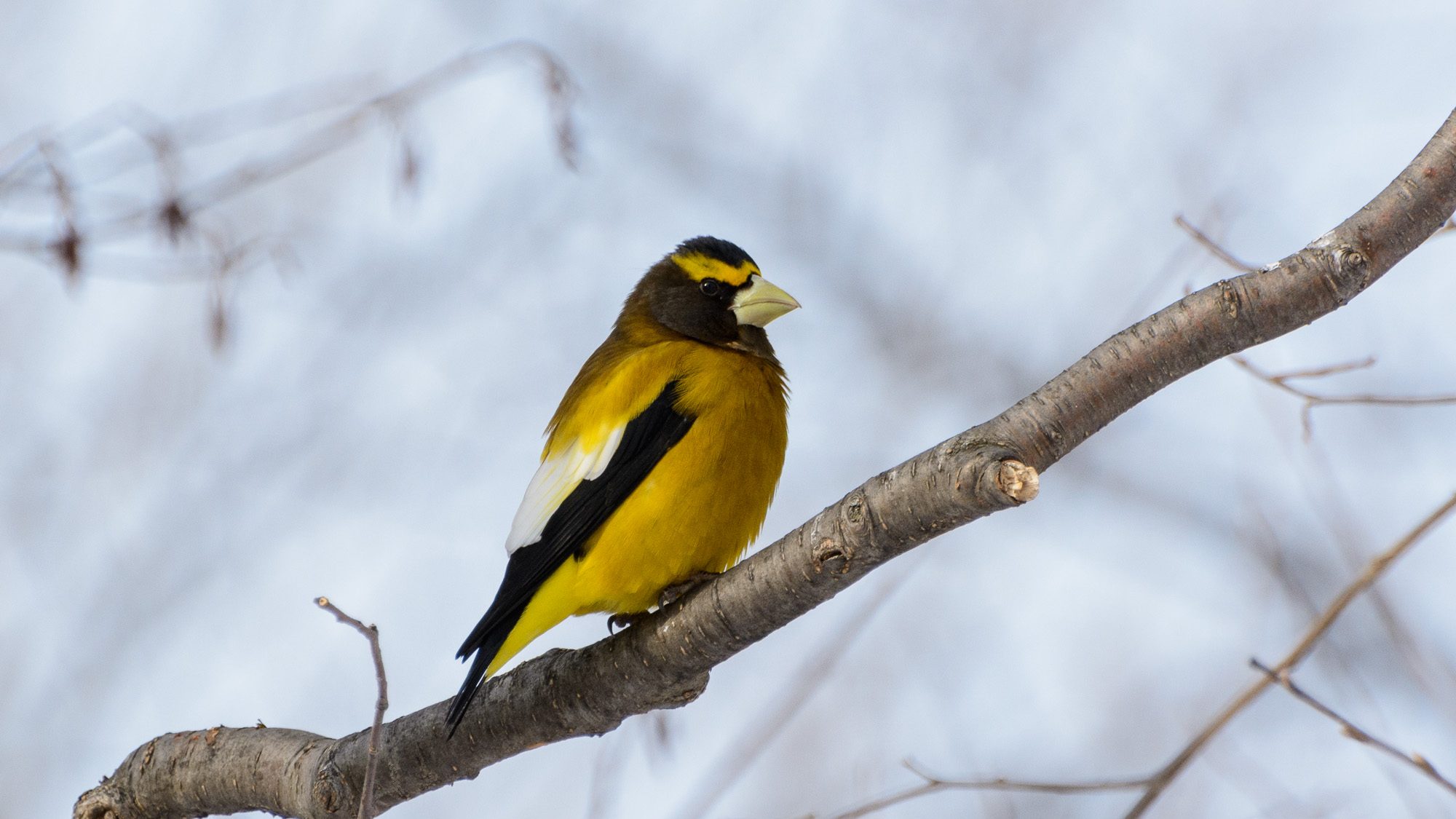 Snow Birds: 10 Birds to Look for in Winter