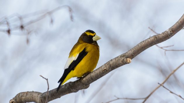 Snow Birds: 10 Birds to Look for in Winter