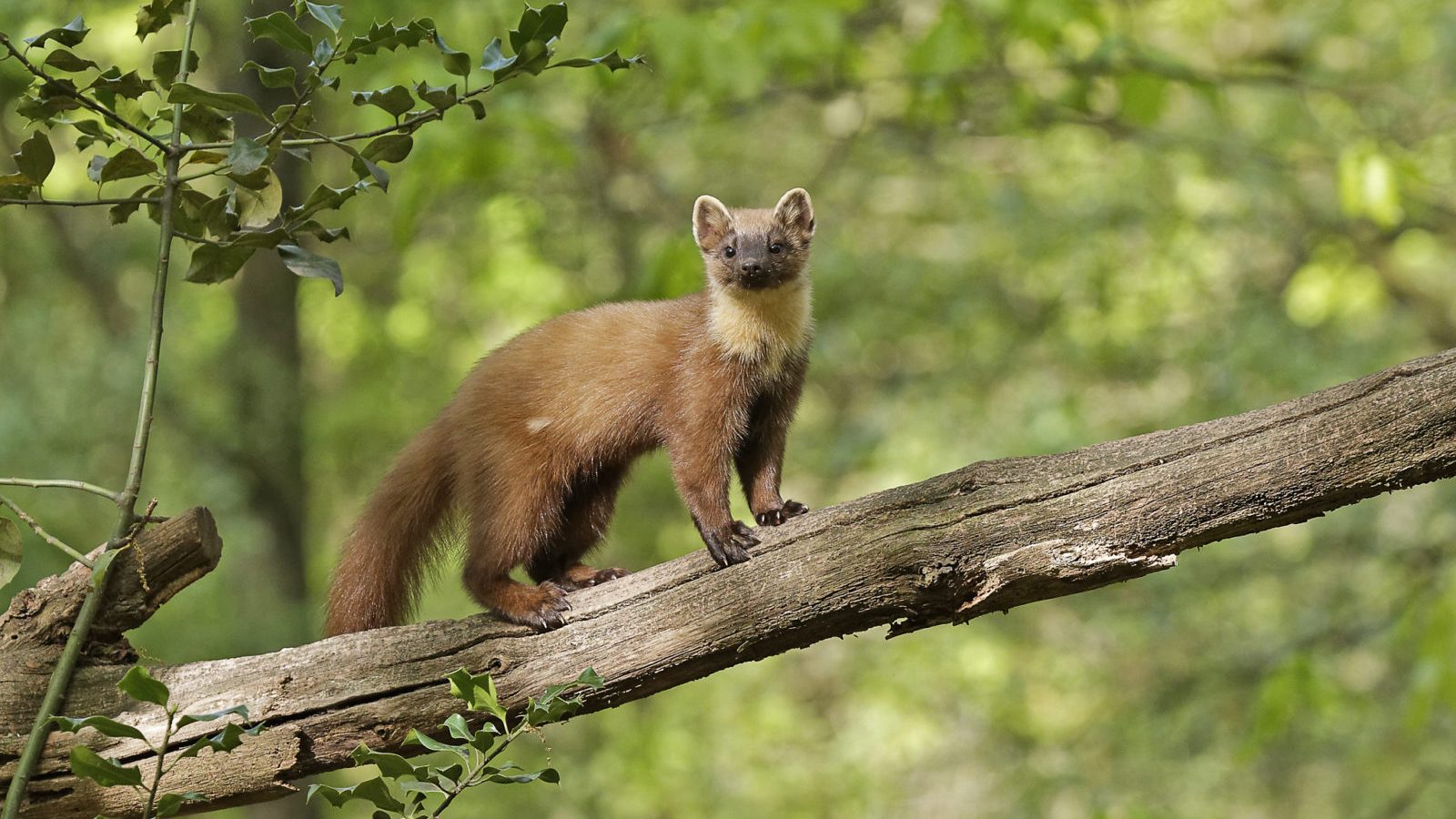 Mighty Mustelids: Meet the World’s Most Epic Weasels - Cool Green Science