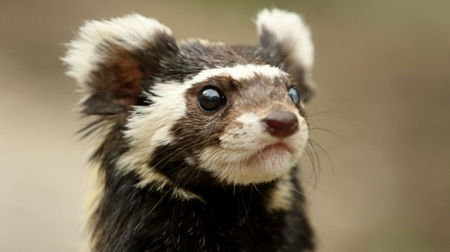 Mighty Mustelids: Meet the World’s Most Epic Weasels - Cool Green Science