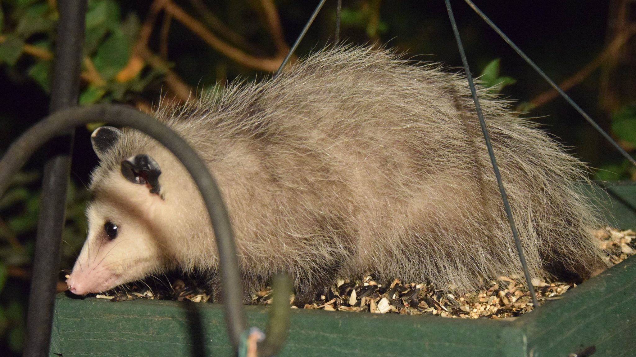 Strange and Surprising Facts about Opossums