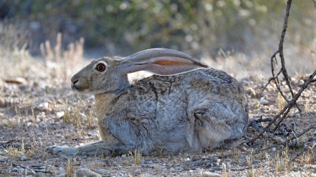 8 Ways Wild Animals Beat the Heat