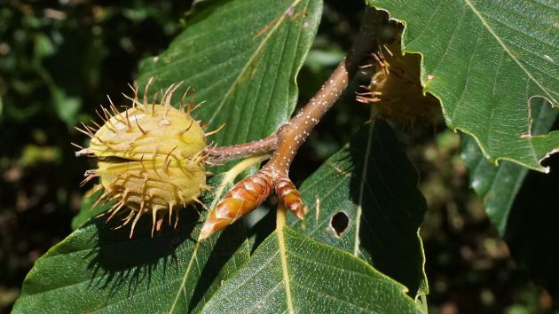 Forage Wild Nuts for Your Holiday Feast