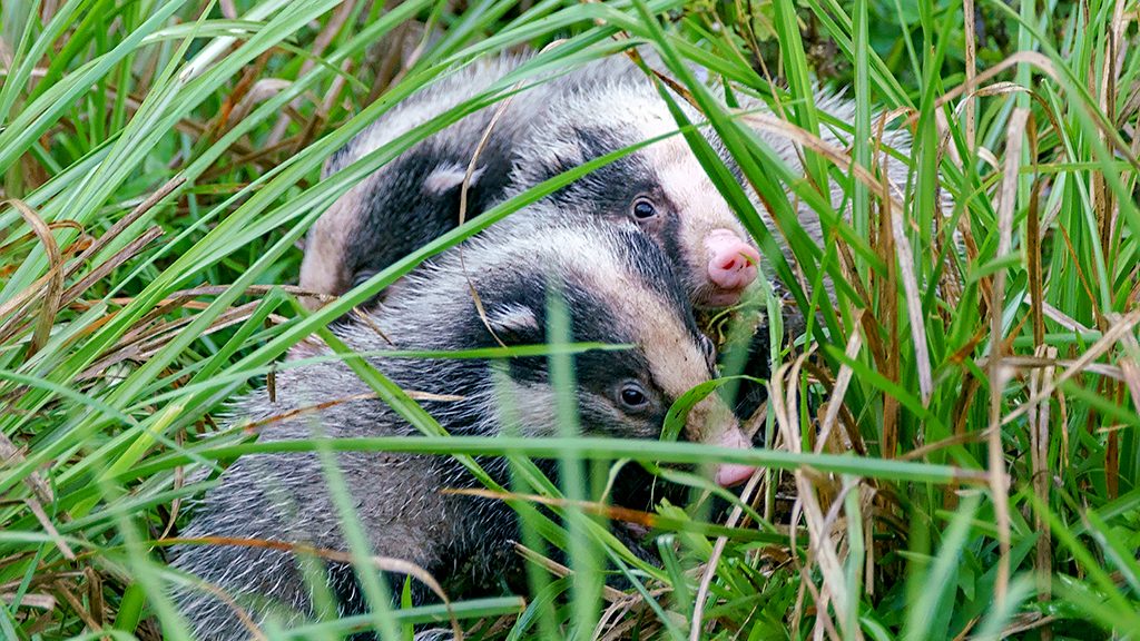 Mighty Mustelids: Meet the World’s Most Epic Weasels - Cool Green Science