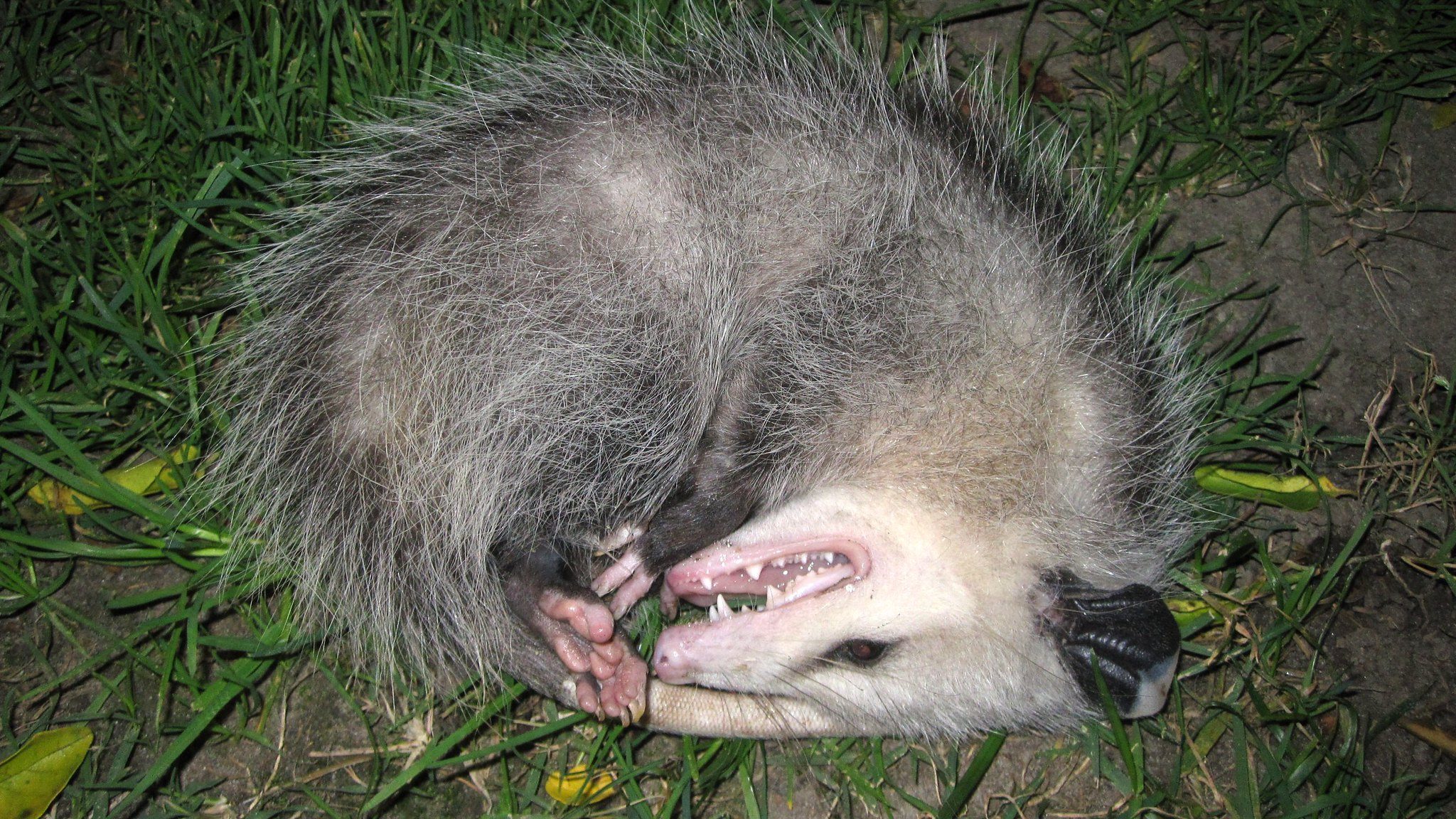 Strange and Surprising Facts about Opossums