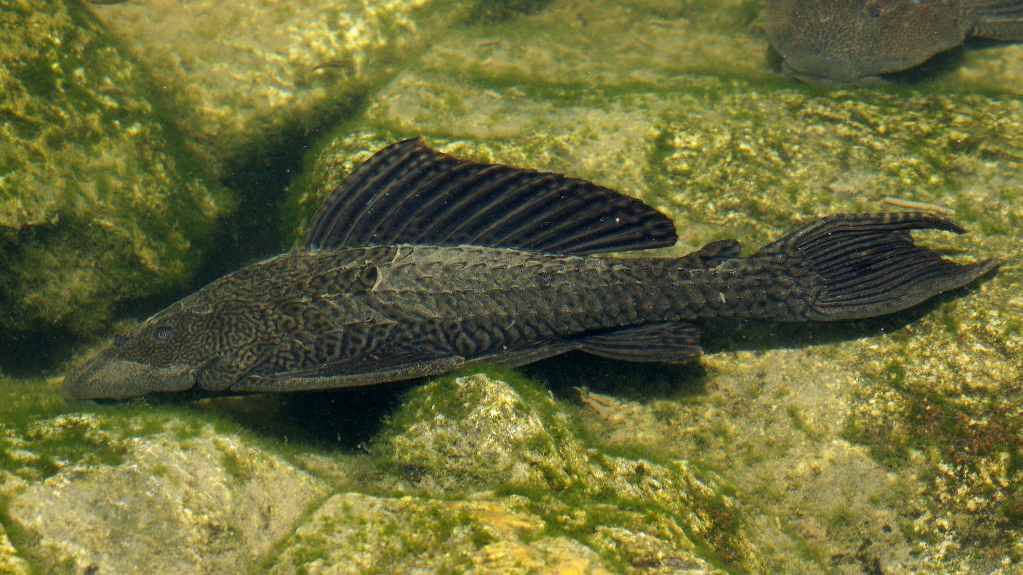 This Catfish Doesn’t Just Move on Land, It Reffles