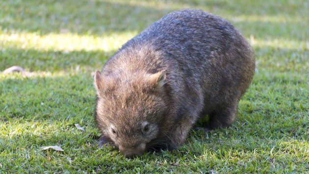 Fantastic Fecal Phenomena of the Animal World