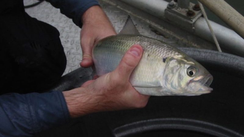 10 Innovations That Are Changing Conservation Cool Green Science