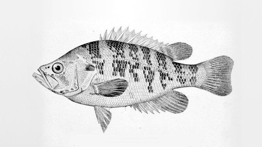 9 Cool Freshwater Fish You’ve Never Heard Of - Cool Green Science