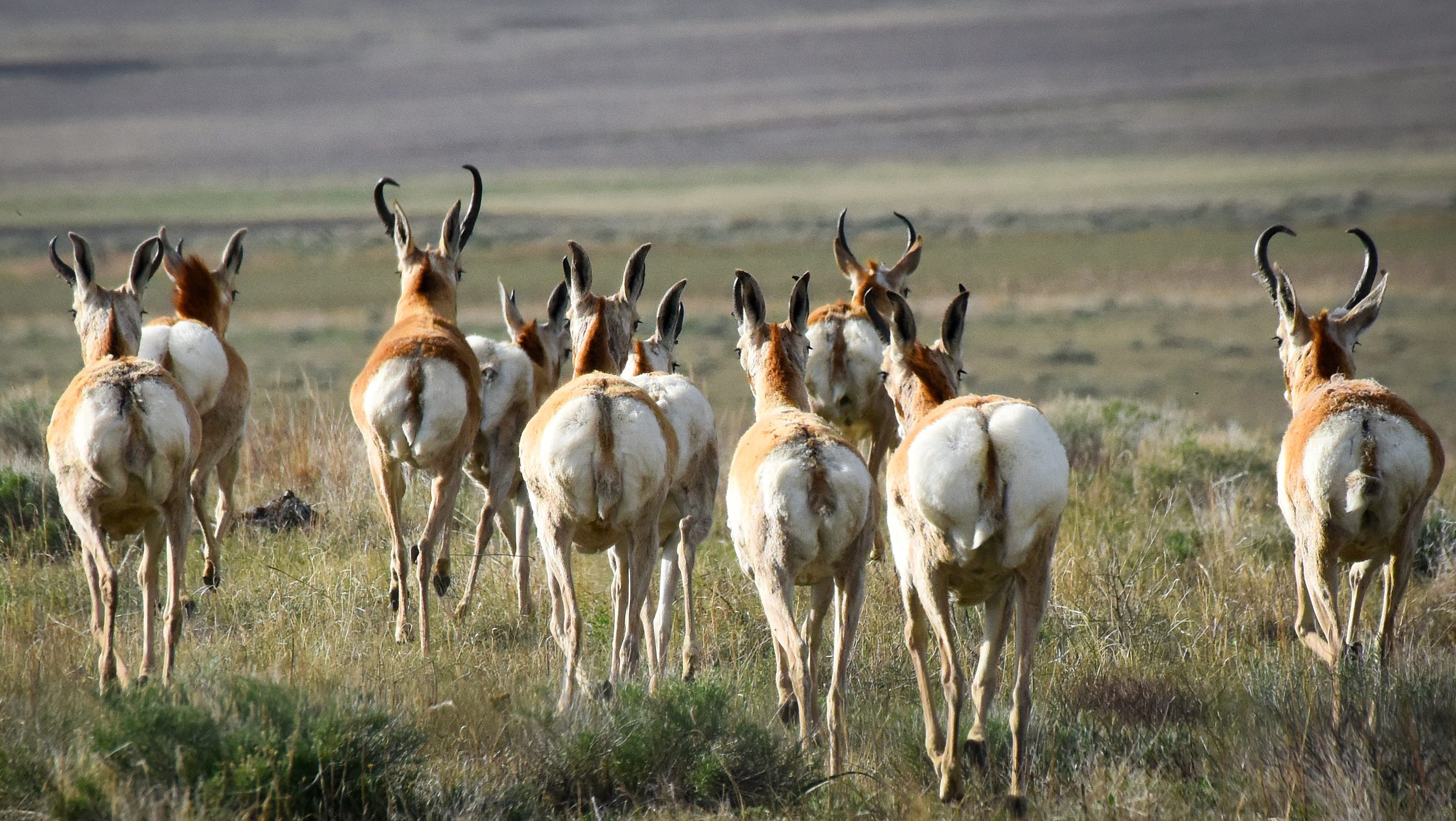 Did You Know Pronghorns Shed Their Horns?