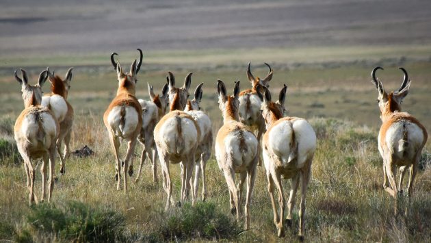 Did You Know Pronghorns Shed Their Horns?