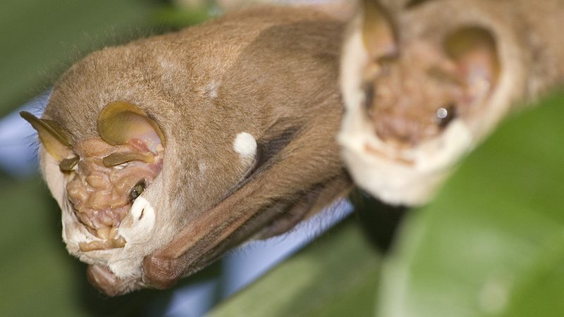 Meet The World’s 10 Coolest Bats